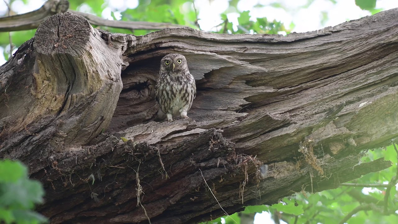 Adult owl brings a worm to owletts - YouTube