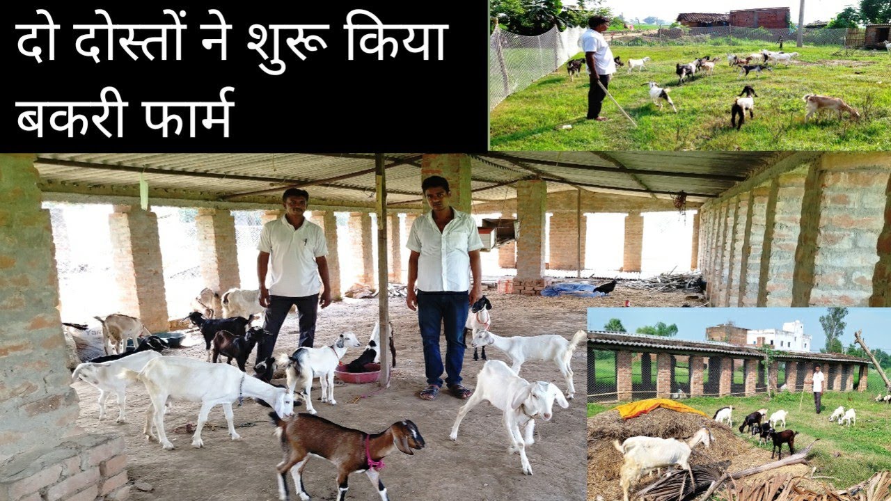 दो दोस्तों ने शुरू किया बकरी फार्म , साथ में कड़कनाथ मुर्गा | Goat ...
