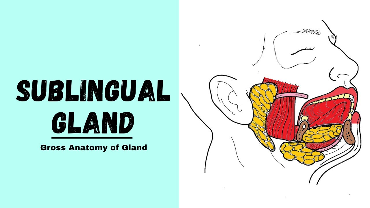 Sublingual gland Anatomy | Major Salivary Glands - YouTube