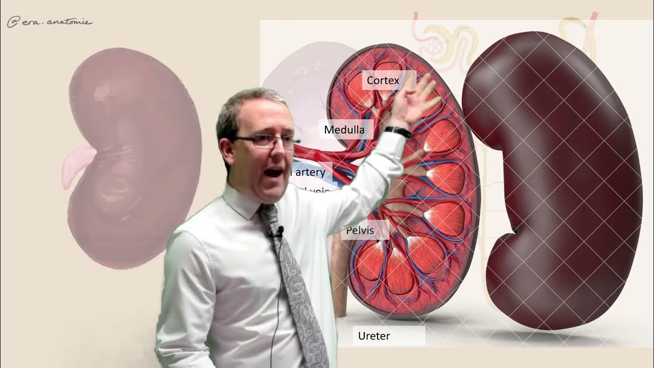 Homeostasis: Kidneys 1 - anatomy - A Level Biology - YouTube