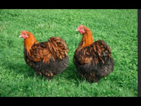 Kunuunsa lukkuu goromtii fi lukkuu foonii - YouTube