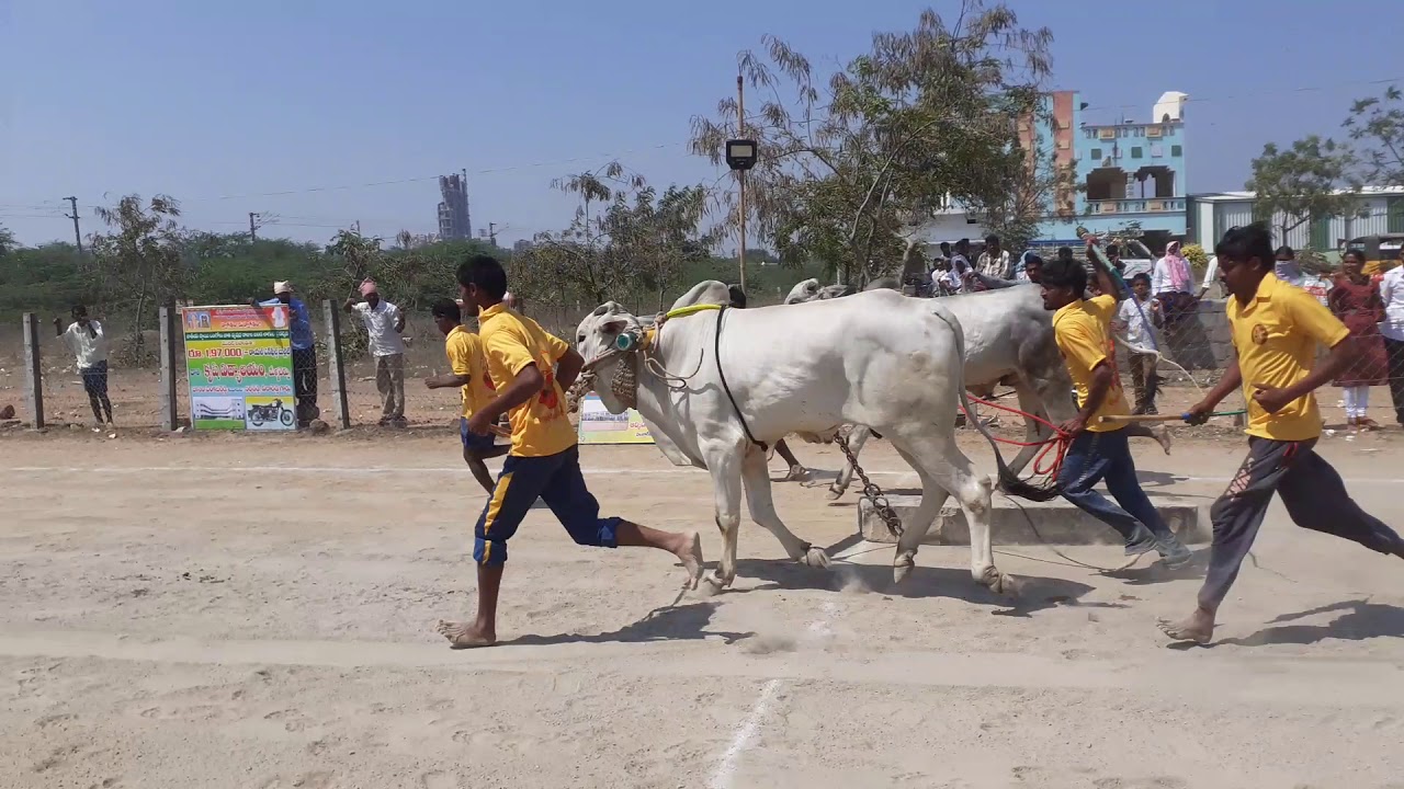 Mellacheruvu Eddula potilu 2020 - YouTube