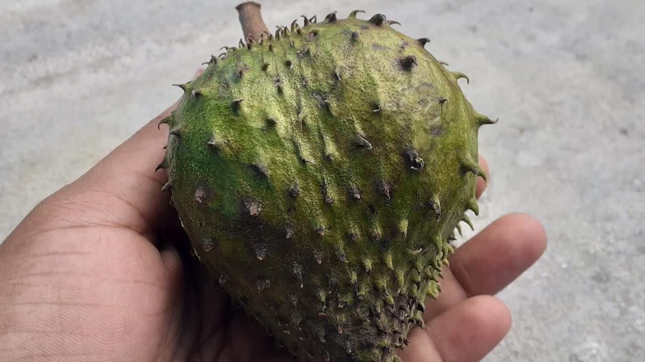 Soursop (Guanabana) Fruit Harvest! | Growing Food On Homestead ...