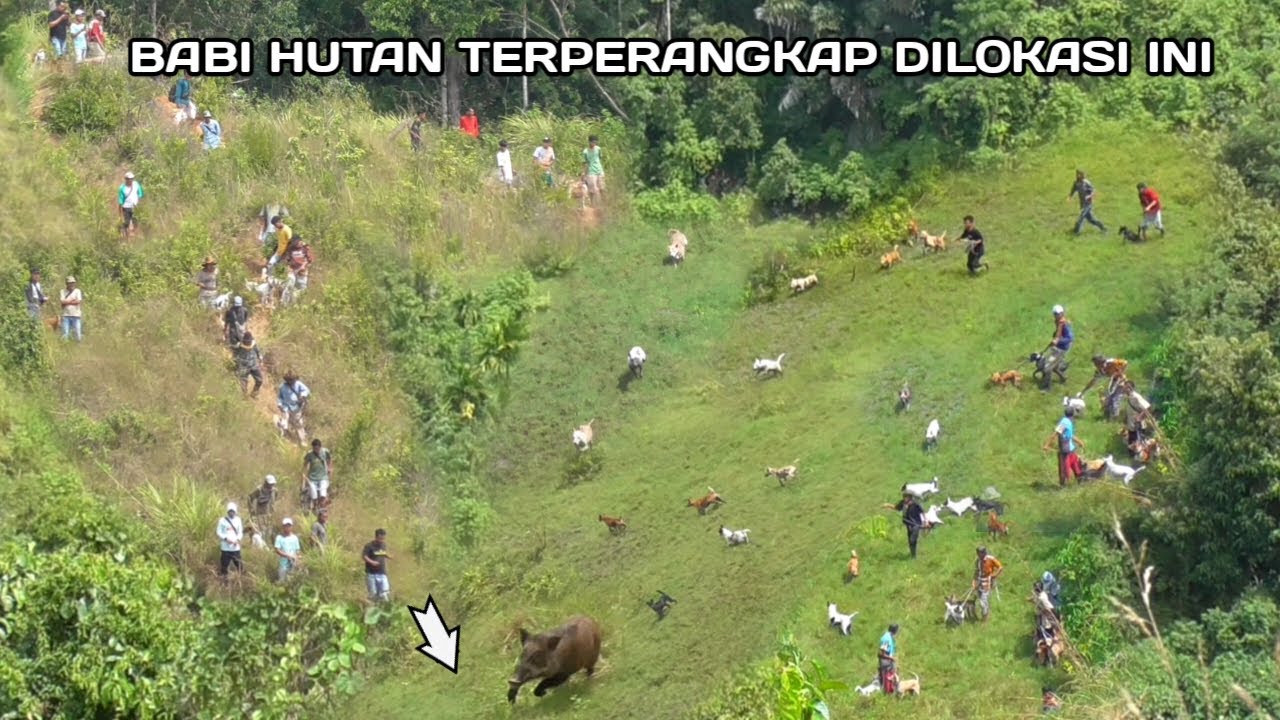 Perang!! Memburu Hama Babi Hutan||Wild Boar Hunting|| - YouTube