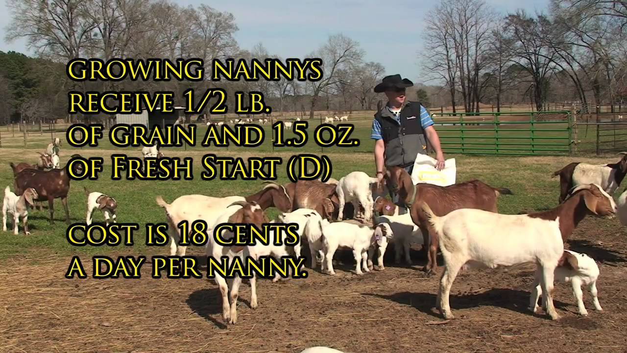 Campbell Show Wethers part 1 - YouTube