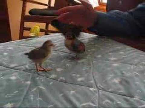 When Chickens Attack! - YouTube