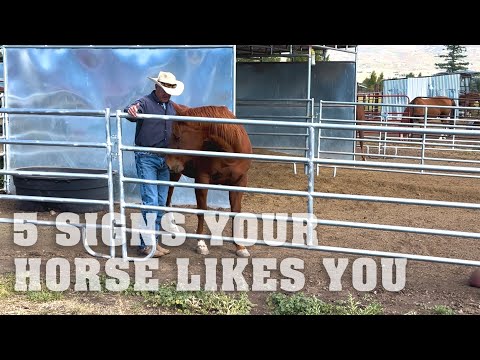 5 signs your horse likes you