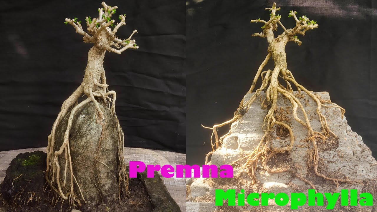 How to best style Premna Microphylla bonsai tree in your own mind ...