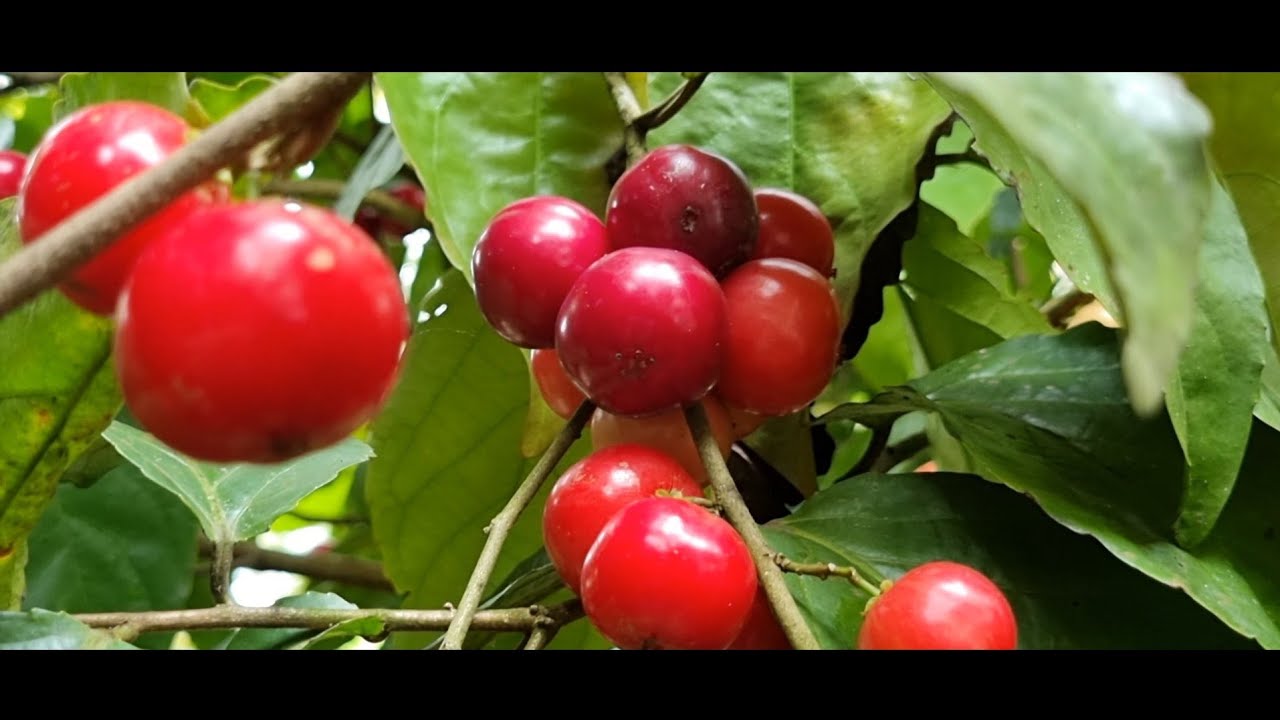 Lubika and lovlolikka Runeala Plum||ltivation tips||Indian coffee plum ...