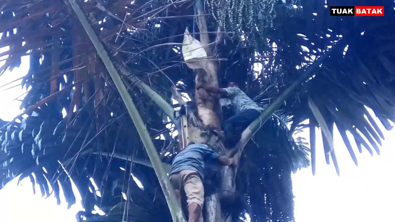 Berkunjung ke Tempat Kawan Saat Maragat Tuak (harap gunakan subtitel ...