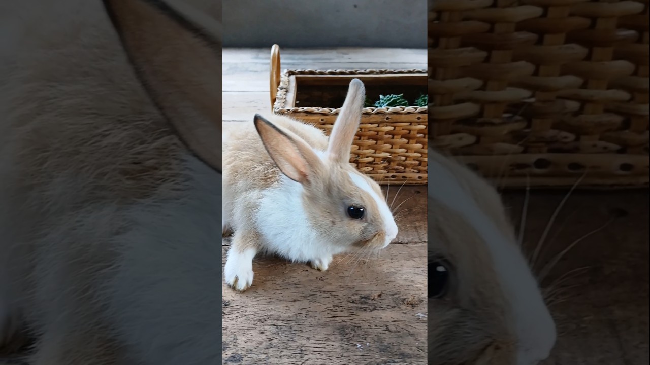 সখের খরগোশ পালন #daily #pets #petlover #hobby #rabits #village # ...