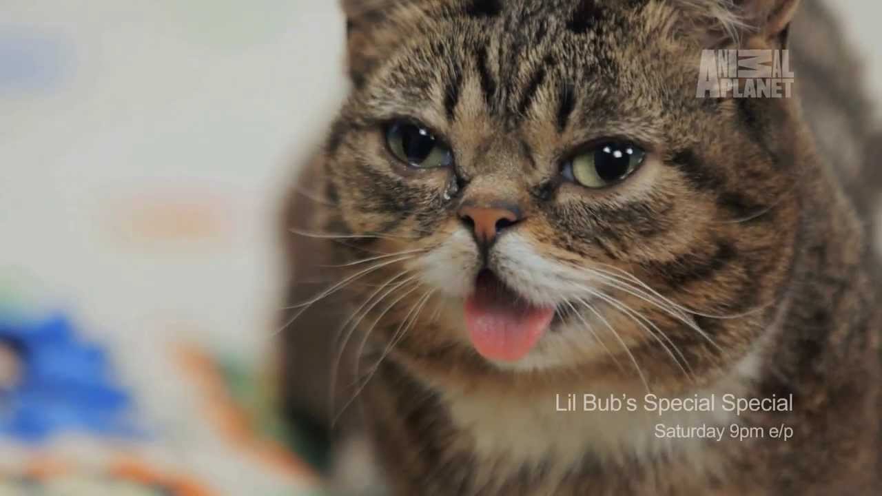 Lil BUB's Special Special | Saturday 9pm e/p - YouTube