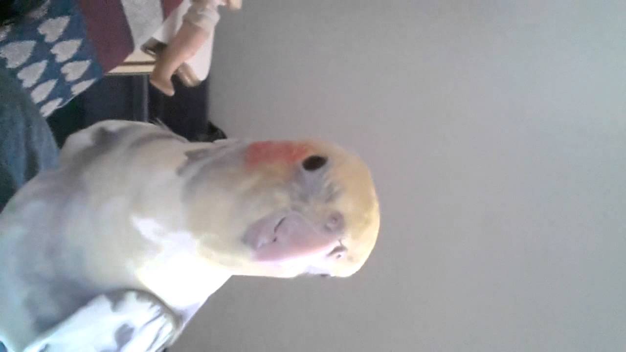 Cockatiel beat boxing - YouTube