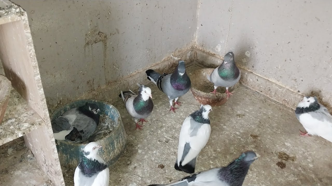 Pigeon line-breeding cross breeding and inbreeding Serbian Highflyers ...