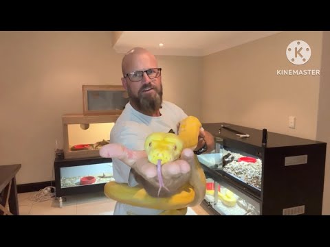 Motley and Tiger lavender albino Reticulated Pythons! - YouTube