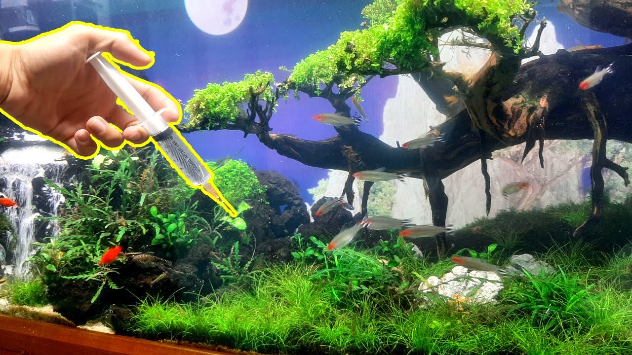 How to handle harmful moss to have a beautiful fish tank for Christmas ...