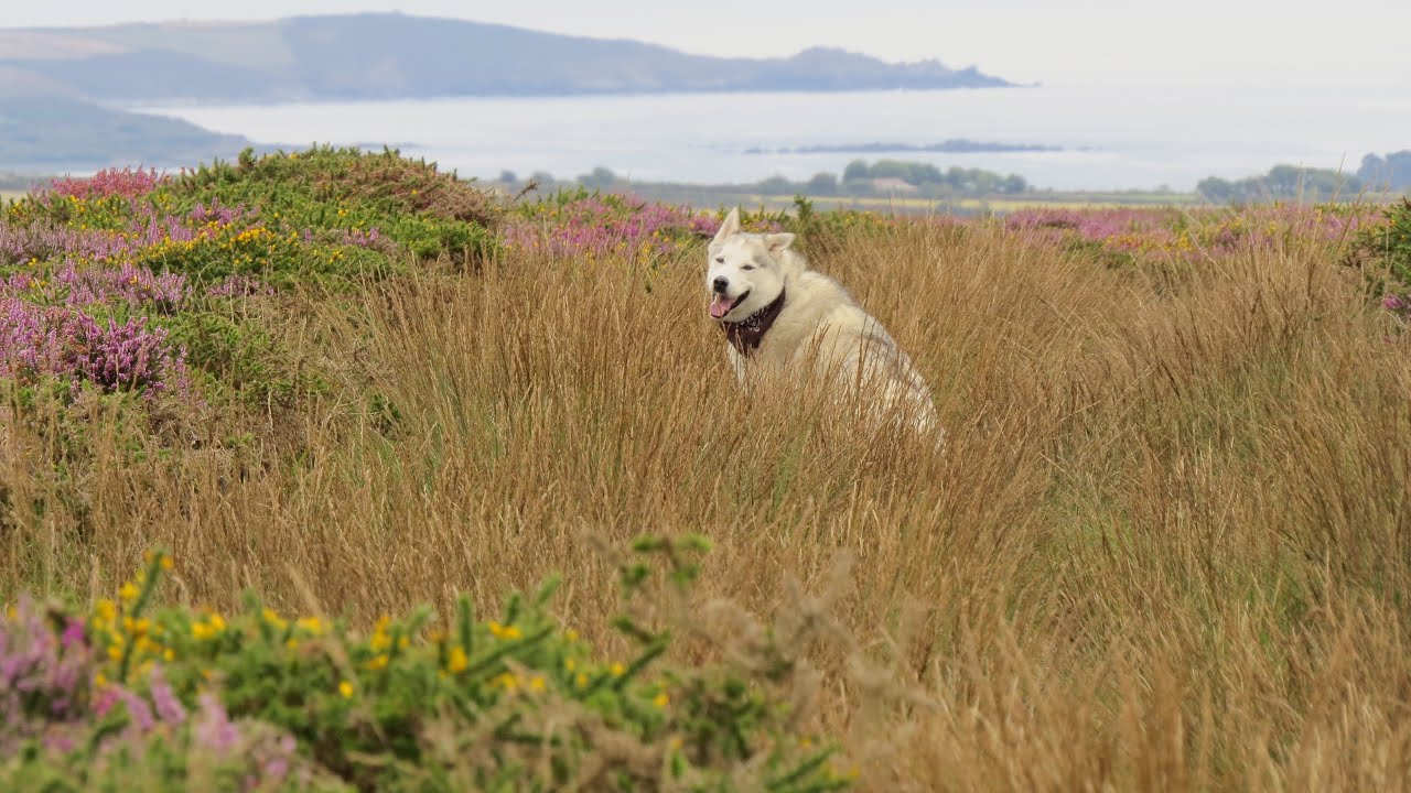 HUSKY high in the HEATHER ~ Pretty Moorland wander ~ Nature - YouTube