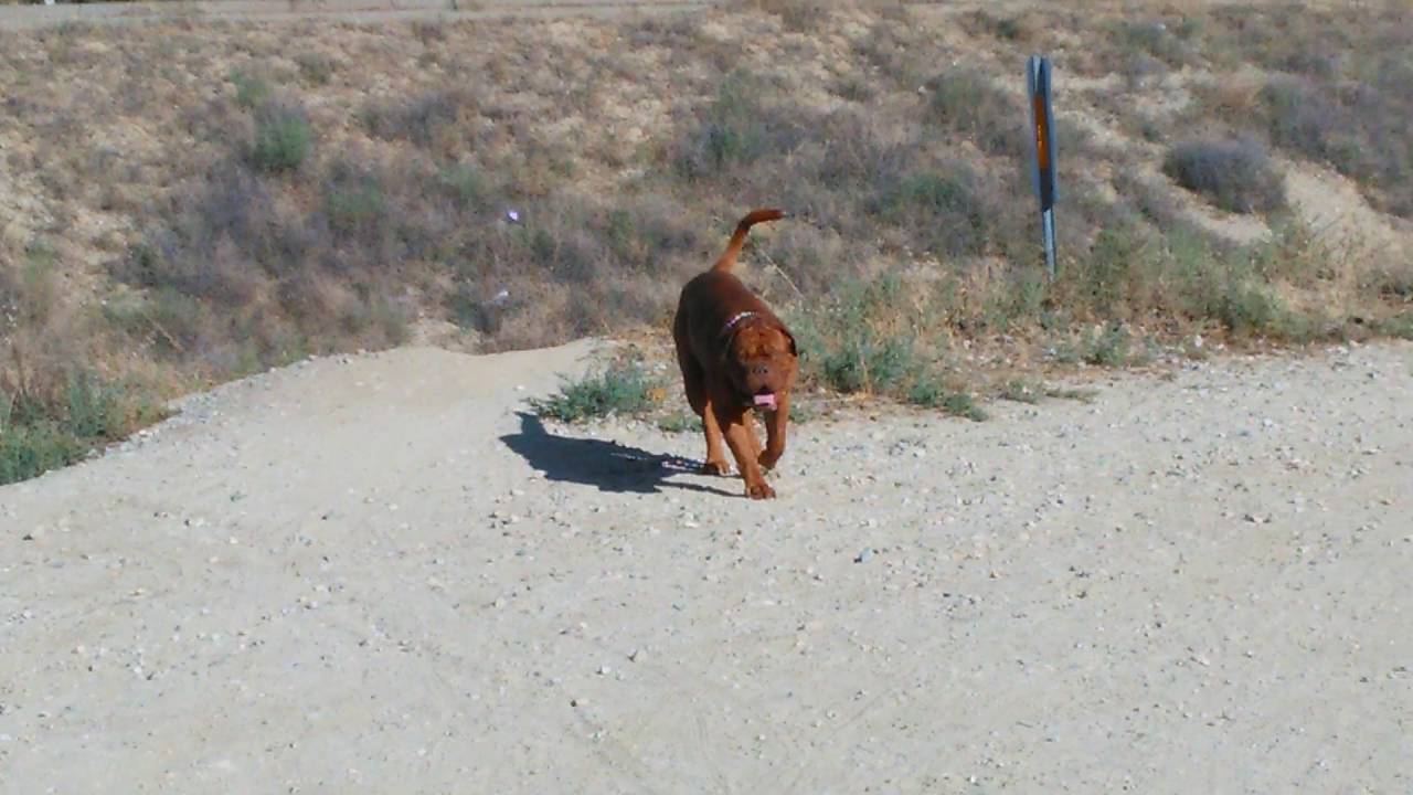 French mastiff keeps on pooping - YouTube