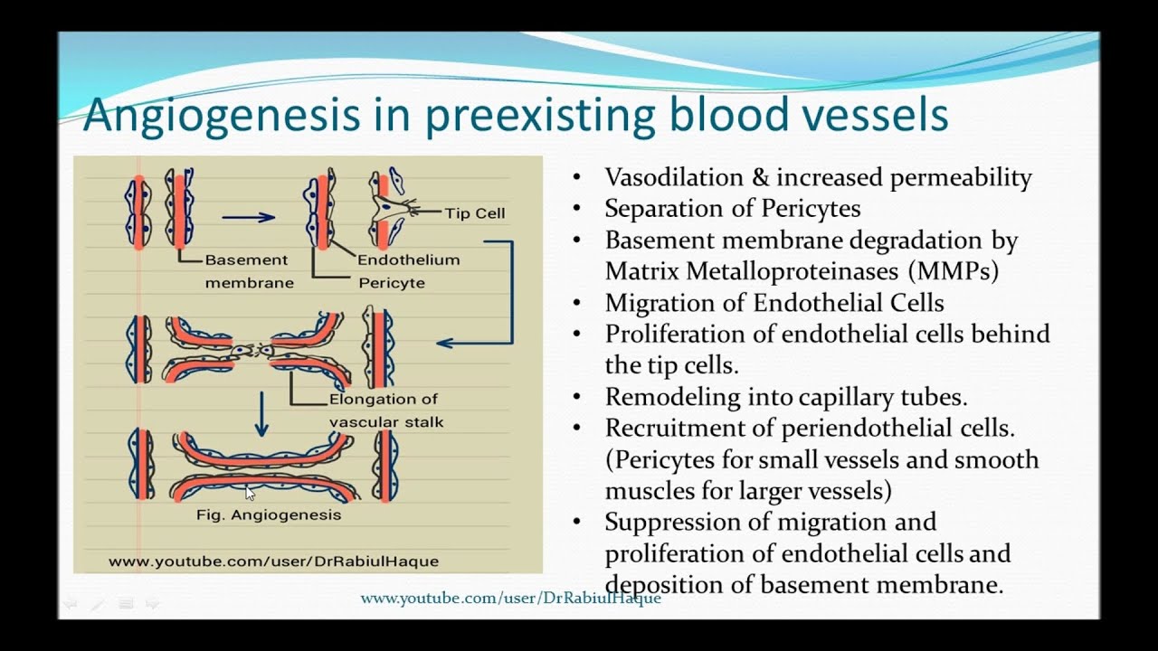 Angiogenesis (HD) - YouTube