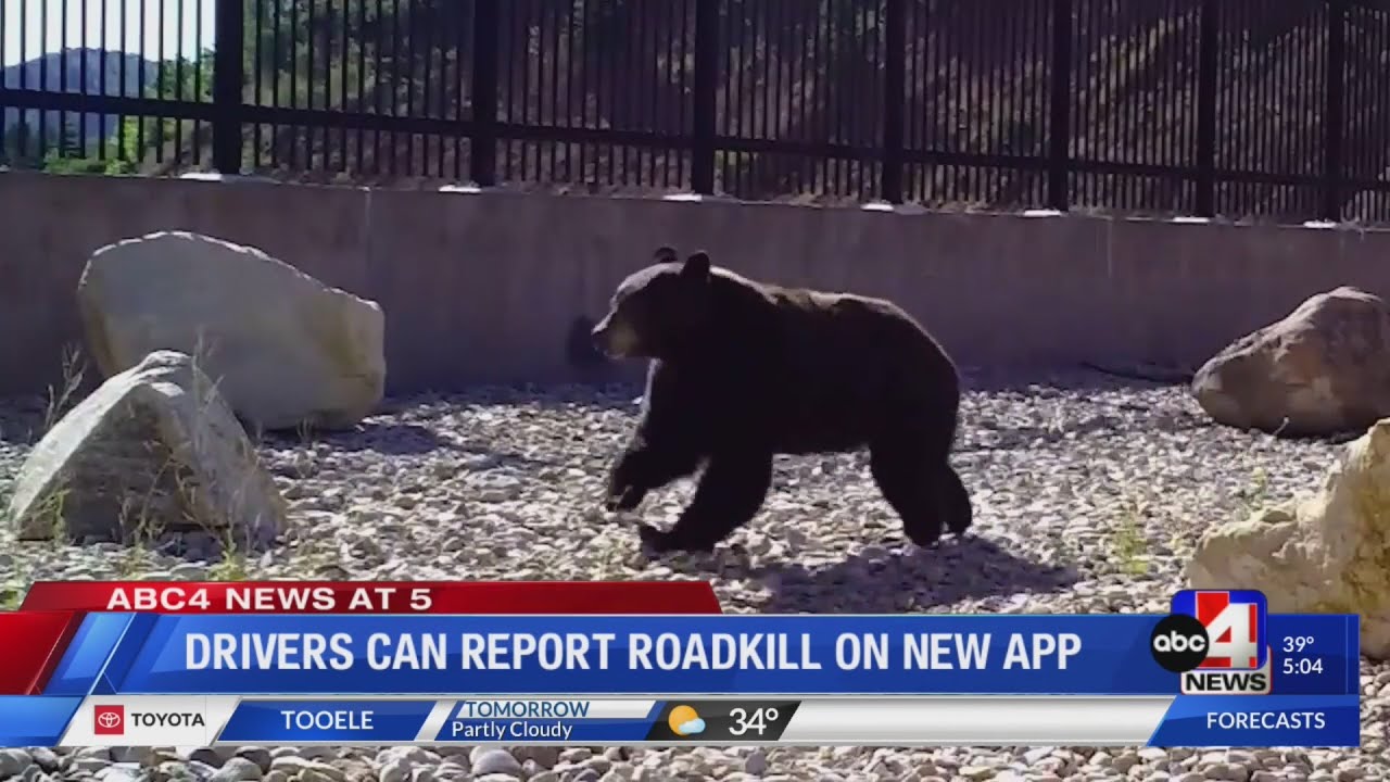 Drivers Can Report Roadkill on New App - YouTube