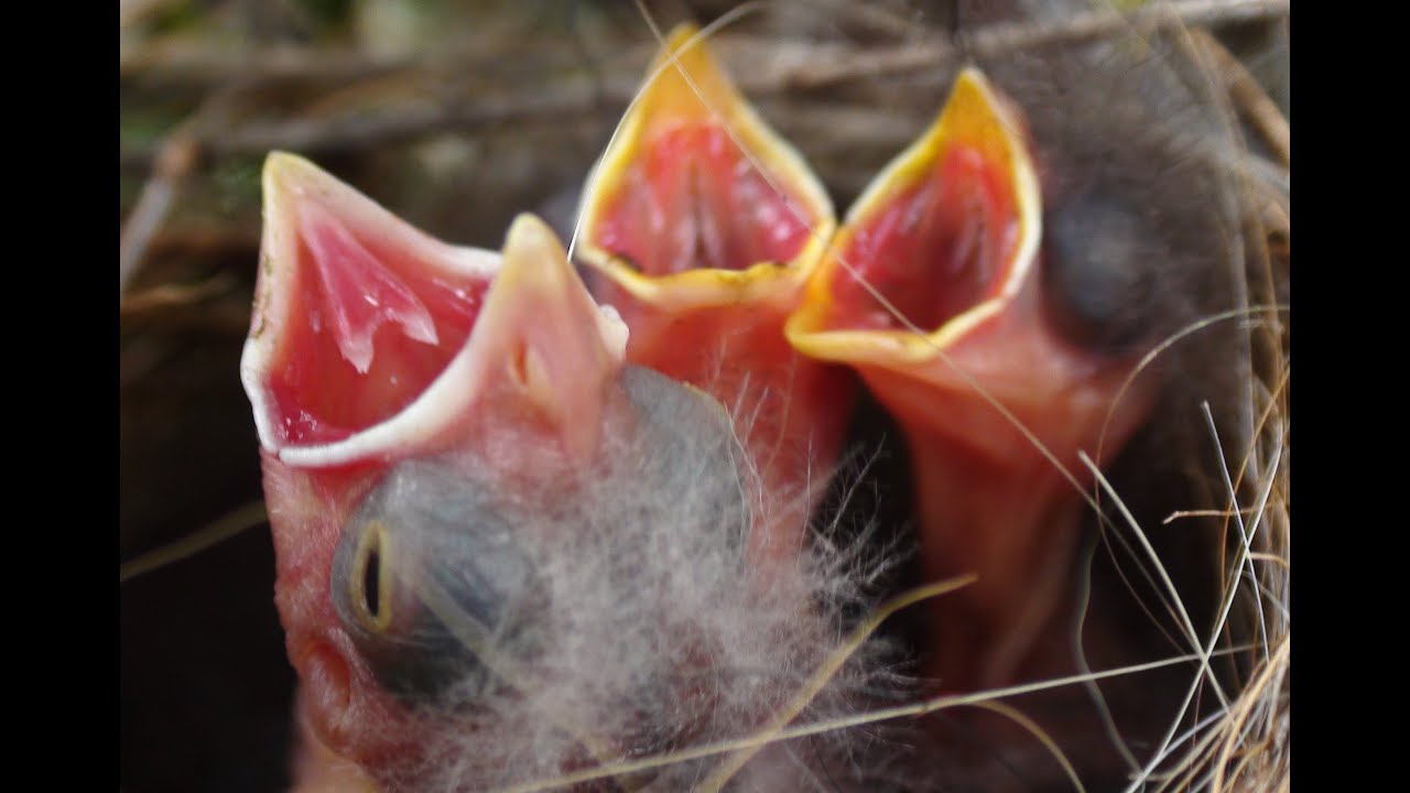 Baby birds with a little bit feathers in Day 4 - YouTube