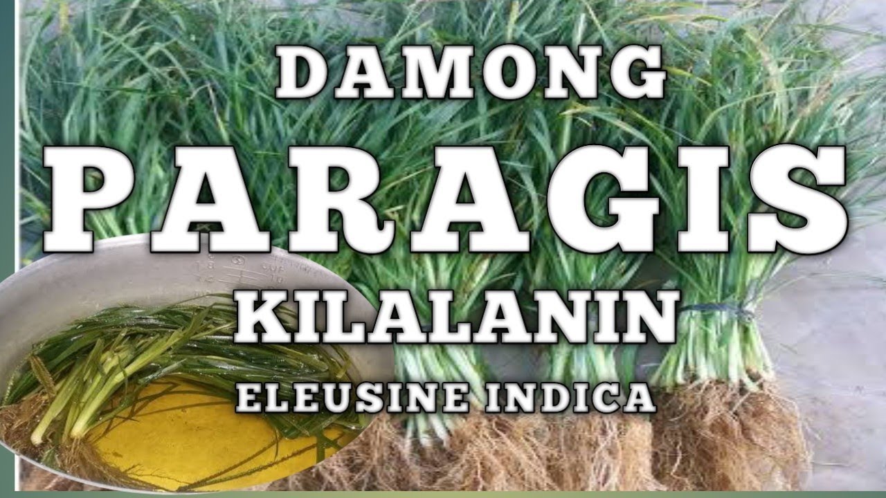 NAKAKAMANGHANG BENEPISYO AT GAMIT NG PARAGIS “ELEUSINE INDICA” BENEFITS ...