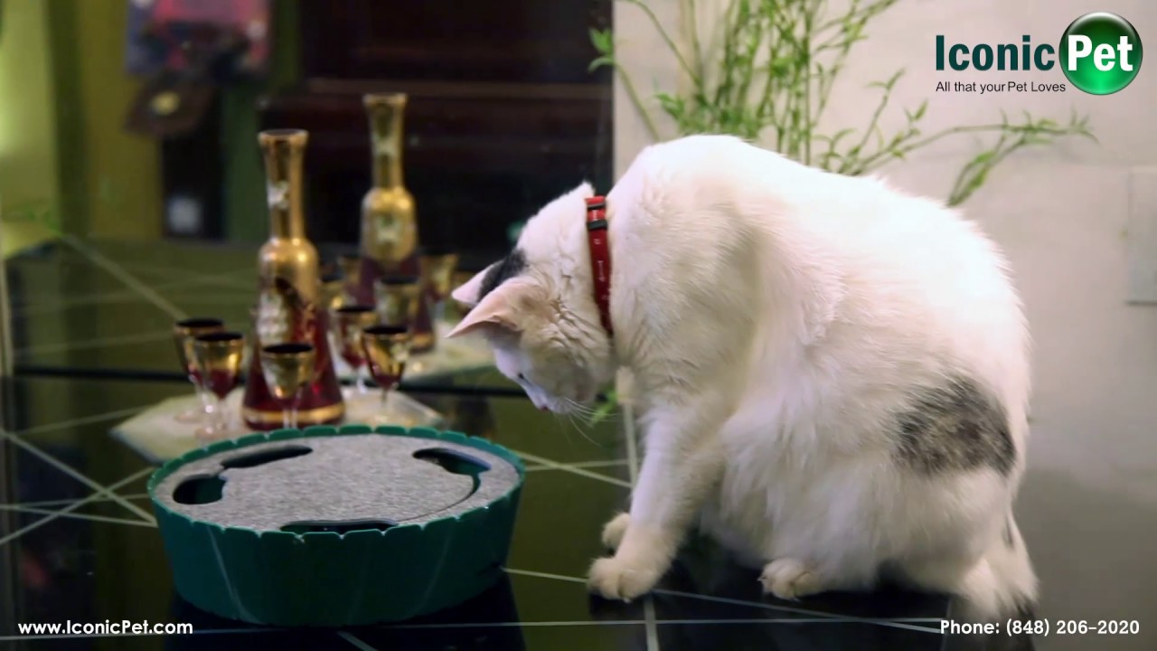 Bluetooth Mouse Hunter Interactive Techno Toy - YouTube