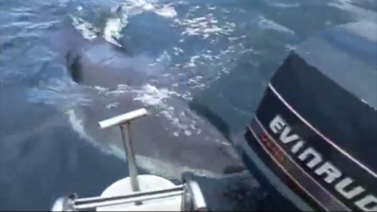 Spider VS Shark - YouTube