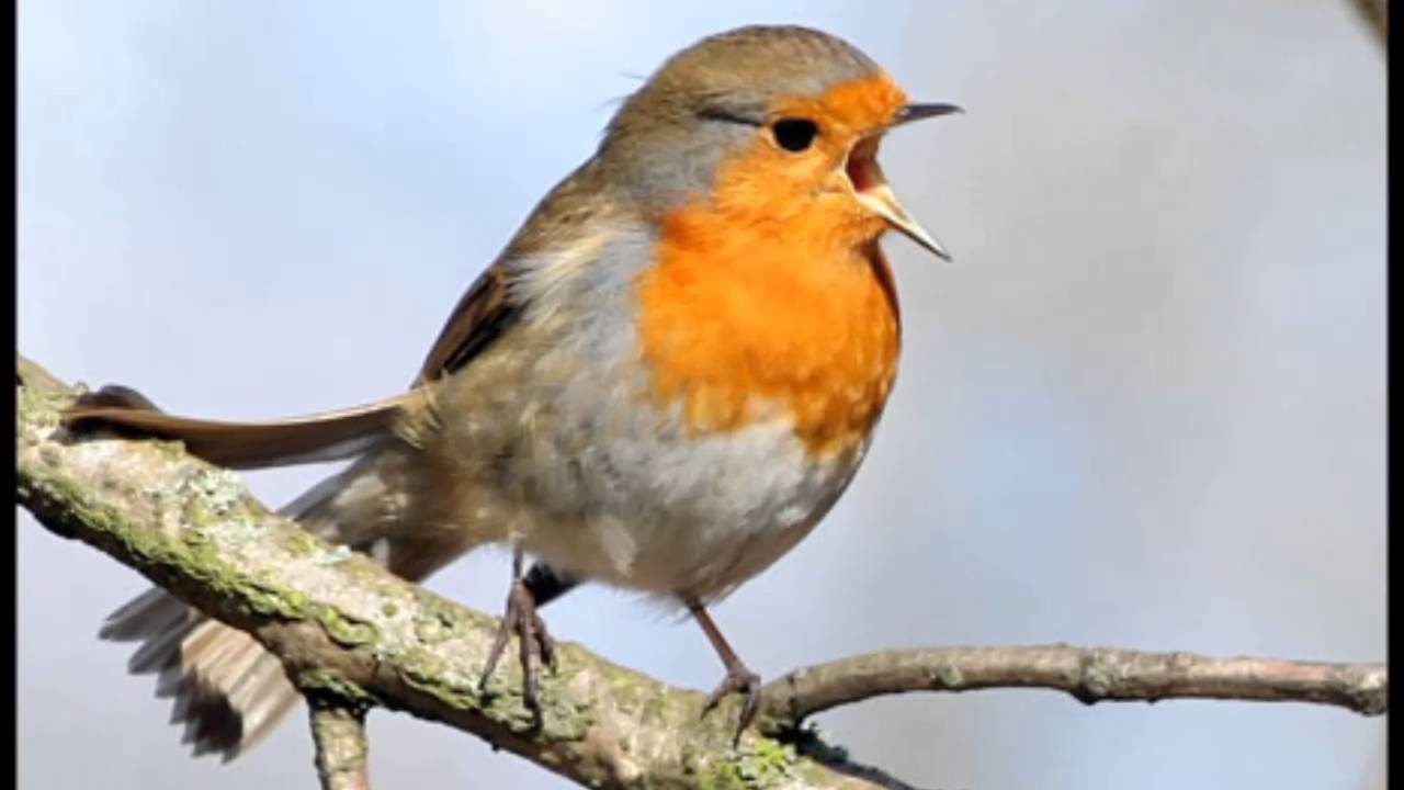 canta pajarillo - yage - YouTube