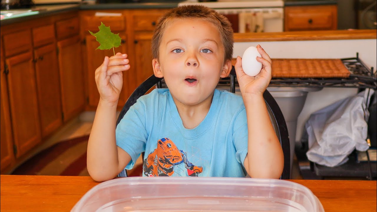 Sink or Float Science Experiment for Kids at Home - YouTube
