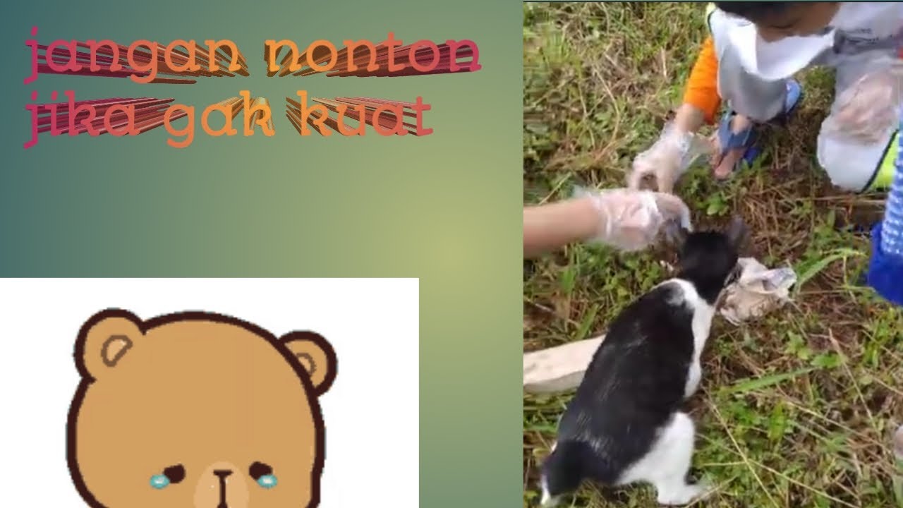 Jerit kucing ditinggal anaknya untuk selama lamanya - YouTube