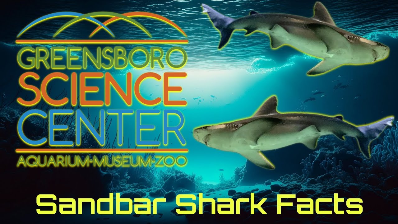 Facts about Sandbar Sharks - YouTube