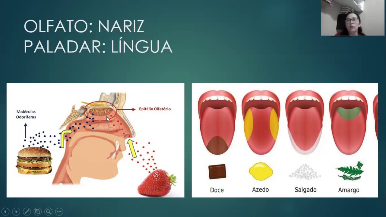 CIÊNCIAS 6º ANO: PERCEPÇÃO DE ESTIMULOS QUIMICOS - YouTube