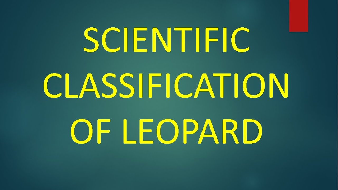 Scientific Classification Of Leopard | Panthera pardus | PRJ Philomath ...