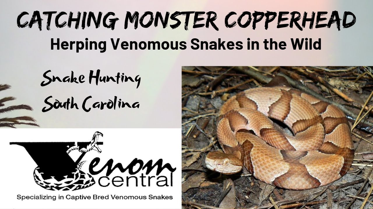 BIG Copperhead snake hunting | Flipping Tin for Snakes in South ...
