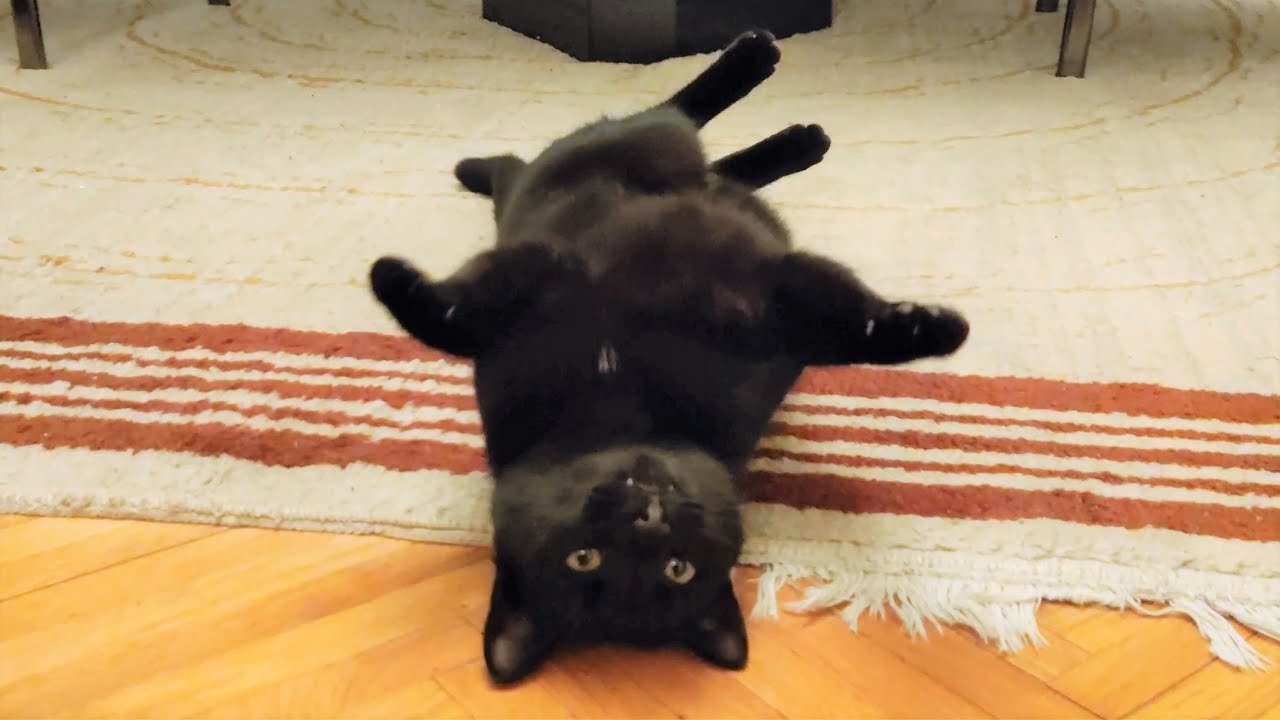 Cat Being Cute While Rolling Around - YouTube