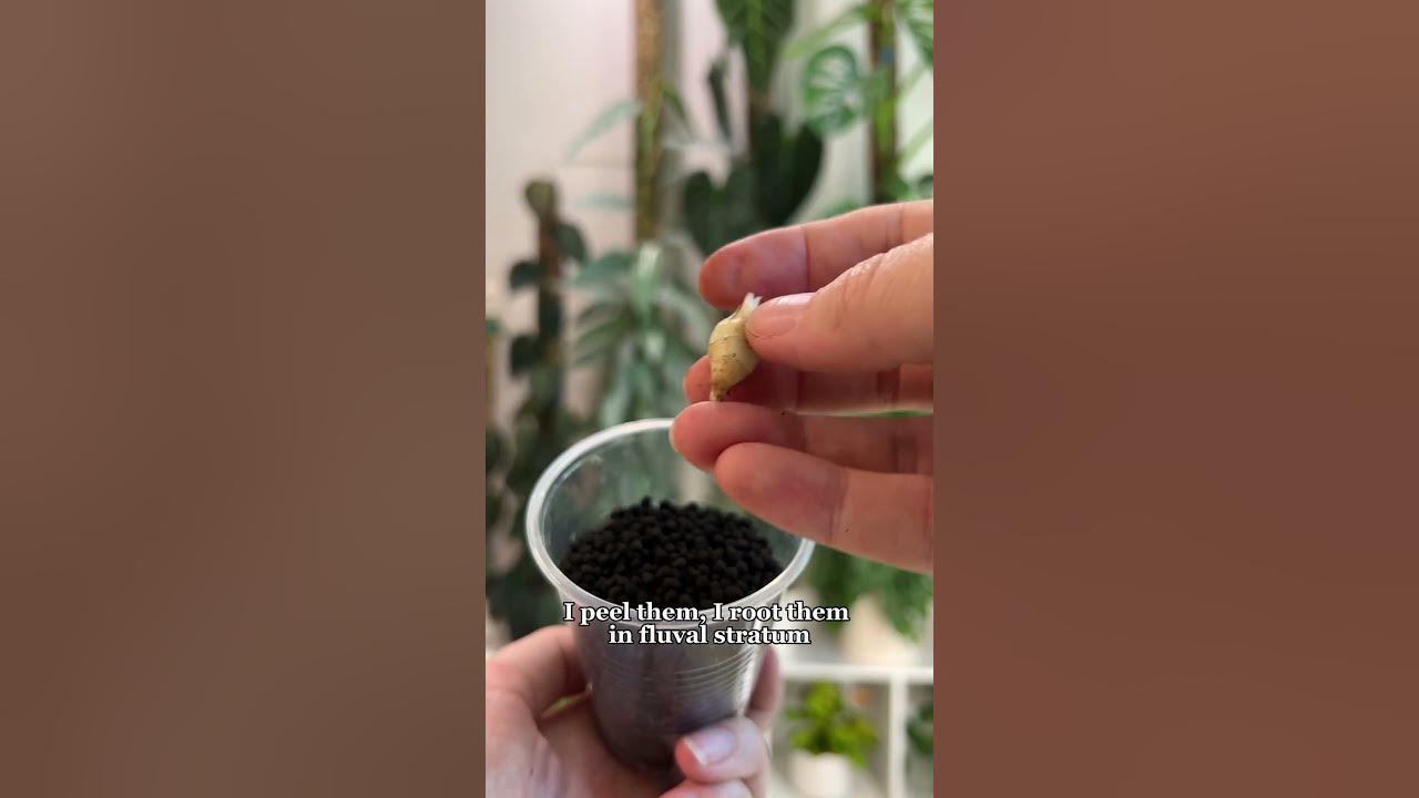 How I grow Alocasia corms | Tips below - YouTube