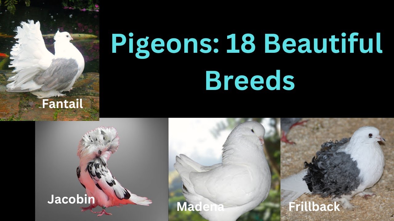 Pigeons: 18 Beautiful Breeds - YouTube