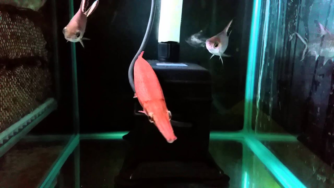 Red Gar updates - YouTube