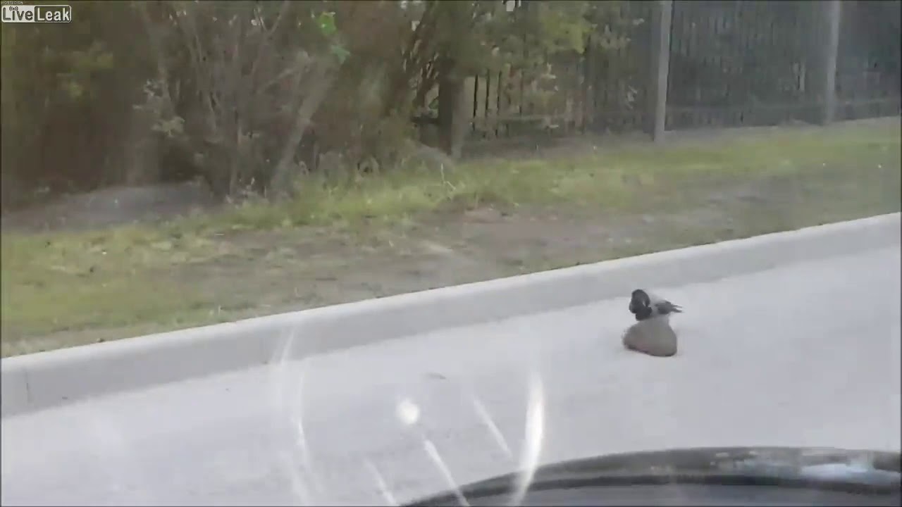 Crows control the unauthorized movement on the road - YouTube