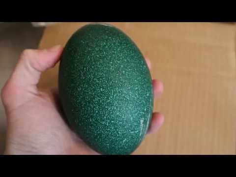 My emu egg hatched!! - YouTube