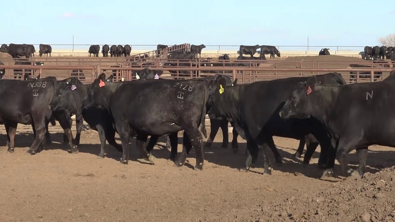 GAR Commercial Heifers, Groups 11-13 - YouTube