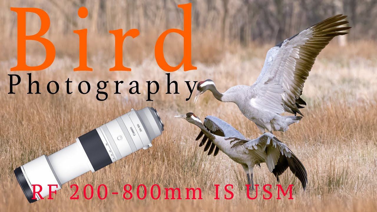 Canon RF 200-800 mm f/6,3-9 IS USM bird photography Cranes mating ...