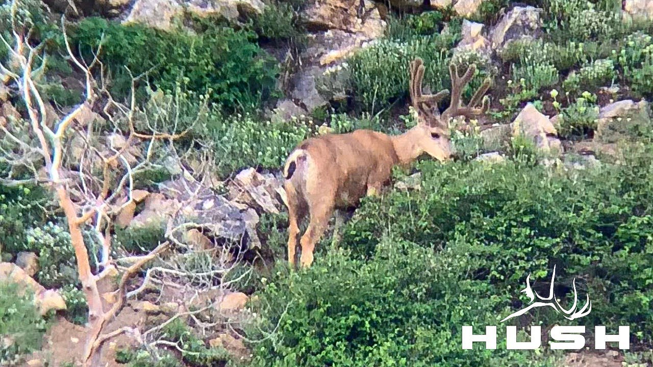 BIG TYPICAL VELVET MULE DEER | HIGH COUNTRY SCOUTING TRIP - YouTube