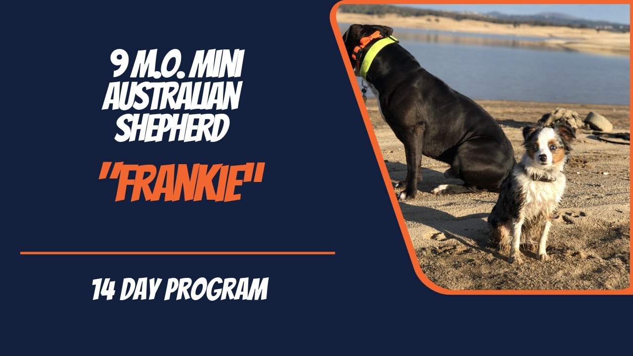 AUSTRALIAN SHEPHERD / DOG TRAINING - YouTube