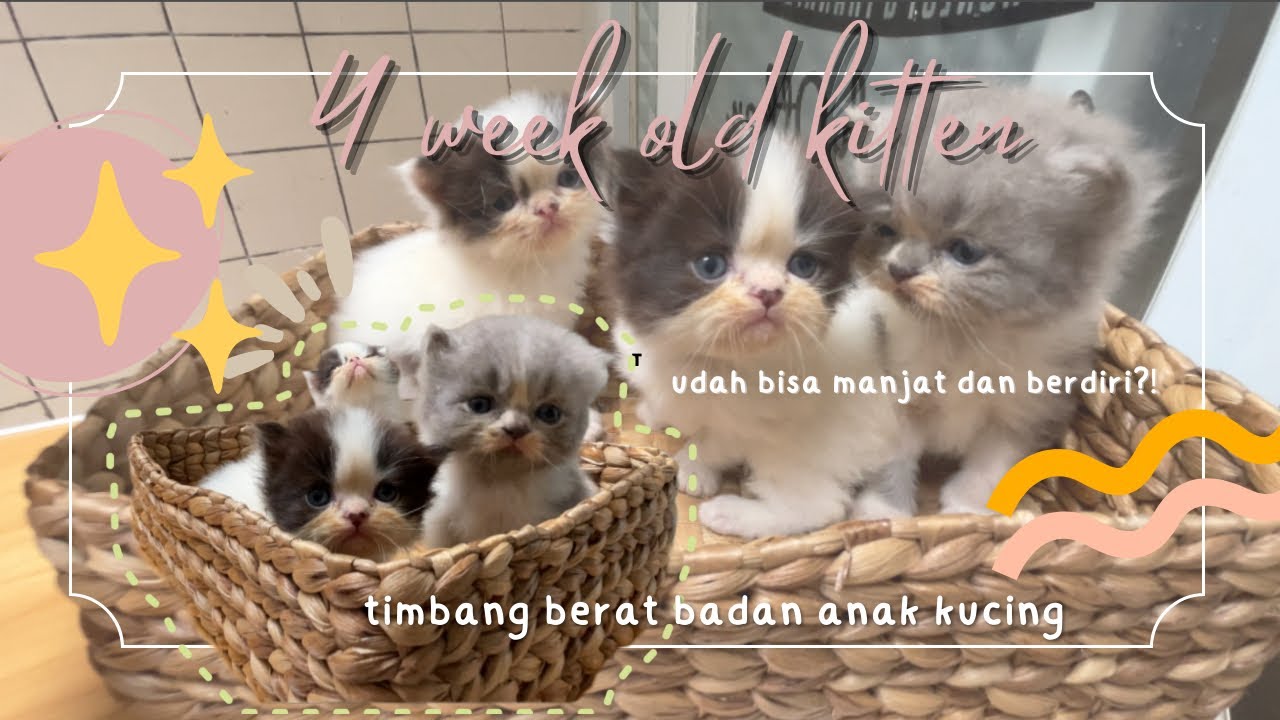 Timbang berat kucing usia 4 minggu! Mereka udah bisa manjat dan berdiri ...