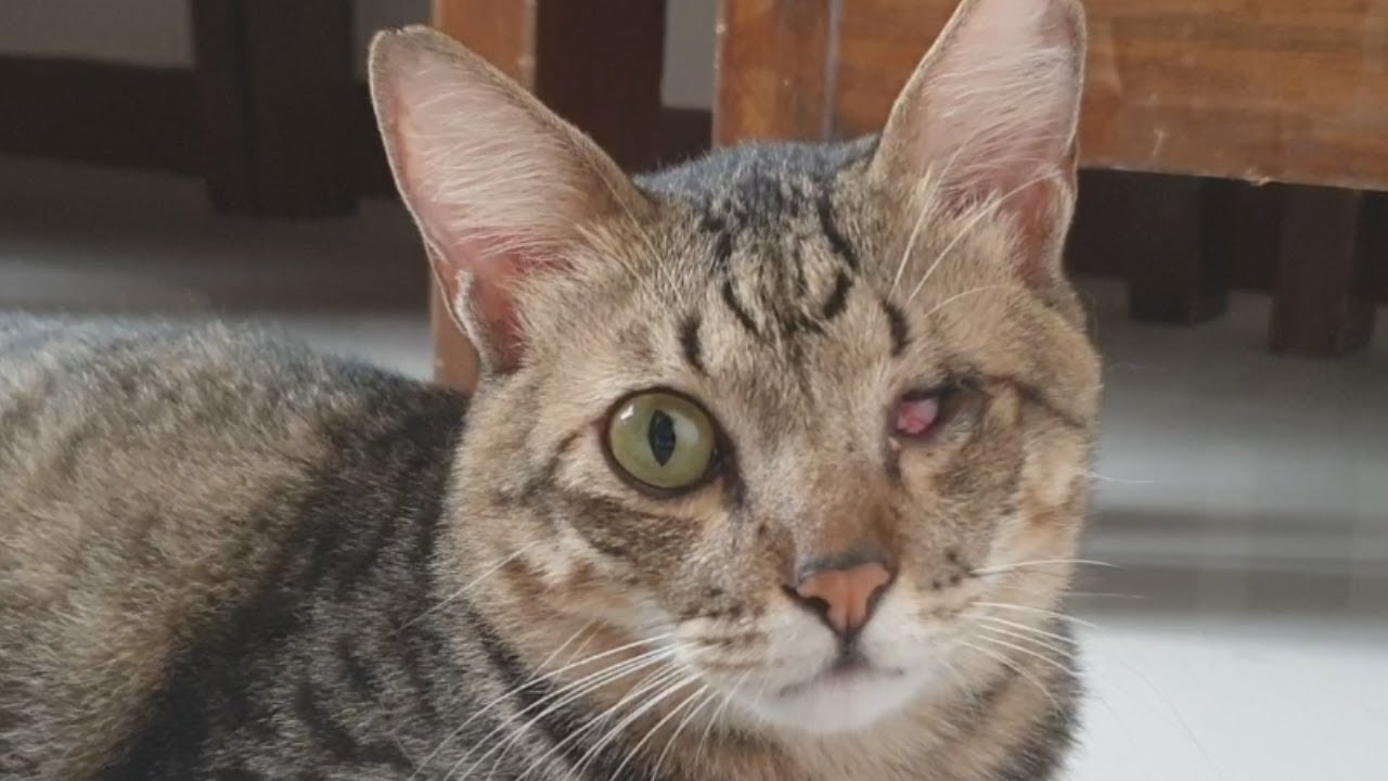 Unleashing The Energy of GOBLIN: My Hyperactive Rescued Cat - YouTube