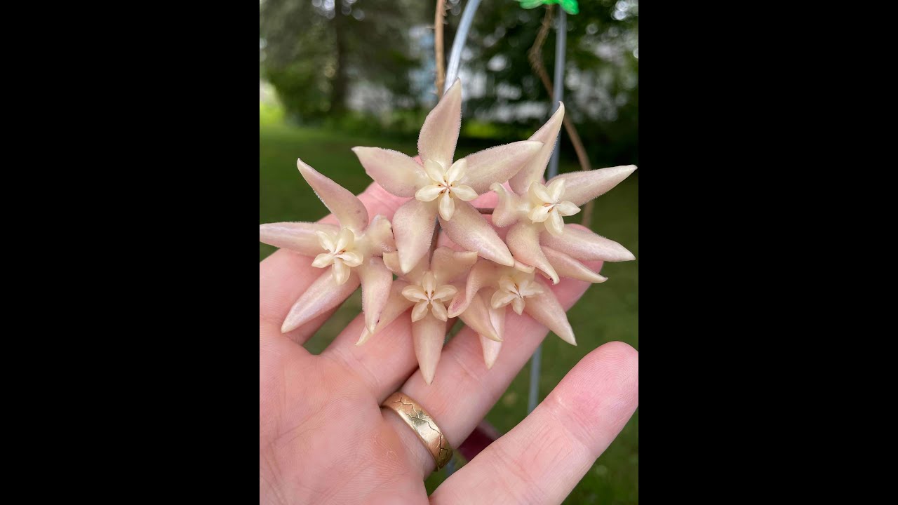 Hoya undulata: A Second Look - YouTube