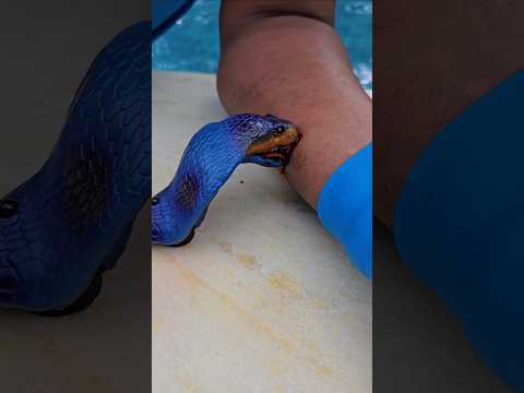 A Mordida da Naja Real😰🐍