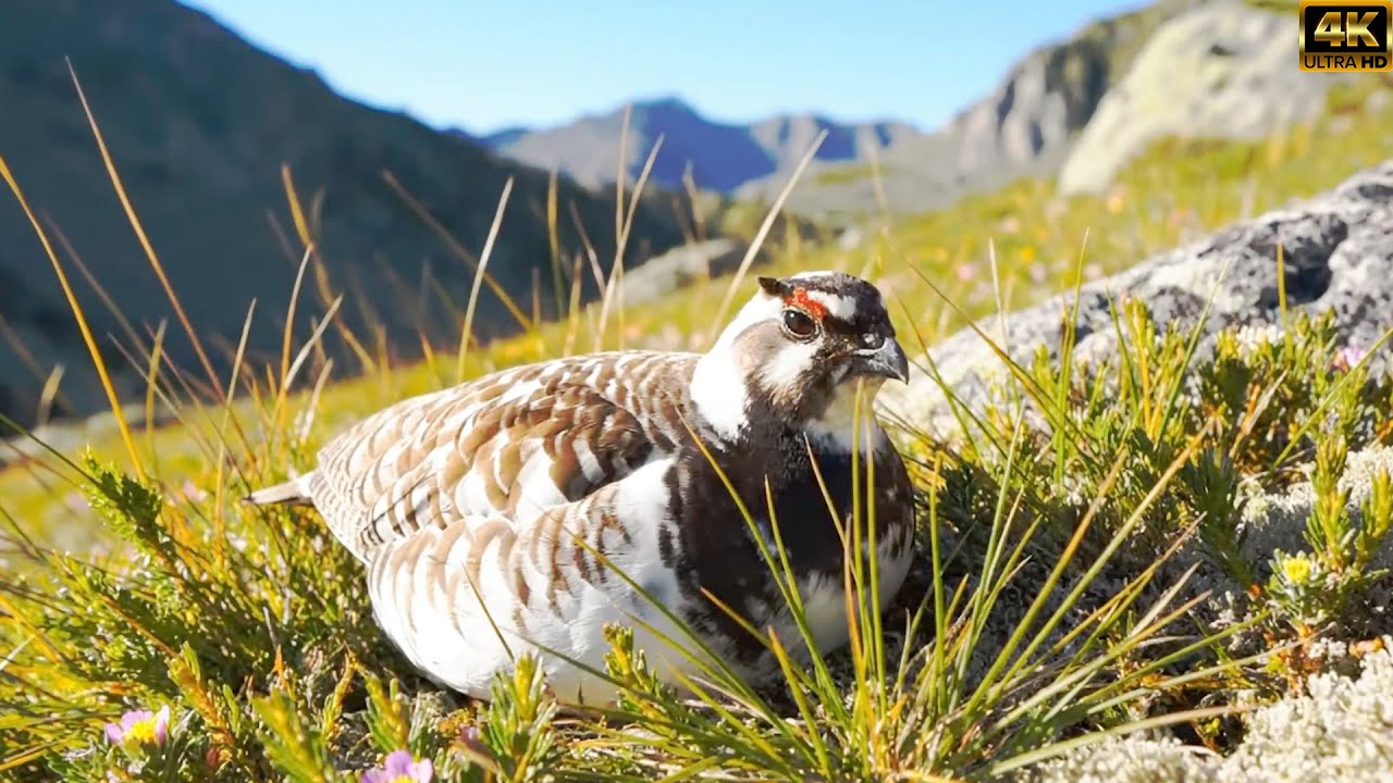 WILD BIRDS - TOP 15 The Most Colorful, Strangest & Rarest Birds Of Madagascar Ep.15186b - YouTube